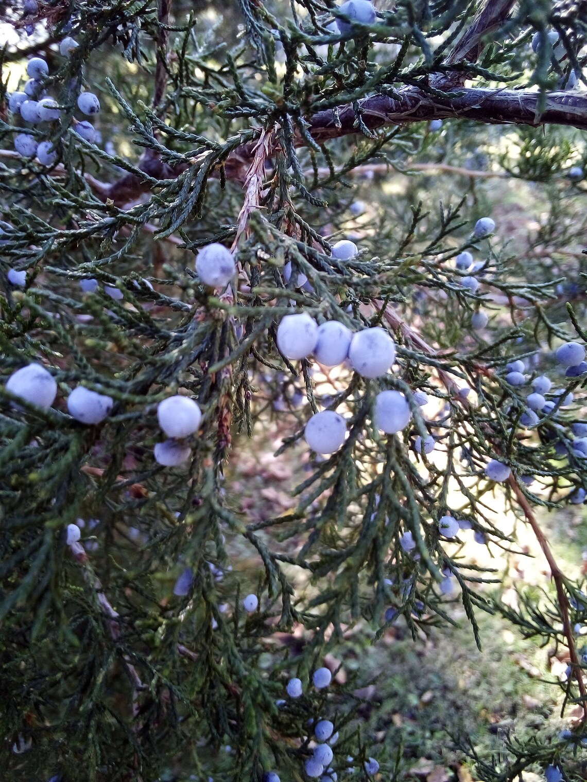 Eastern Red Cedar Seeds Free Shipping - Etsy