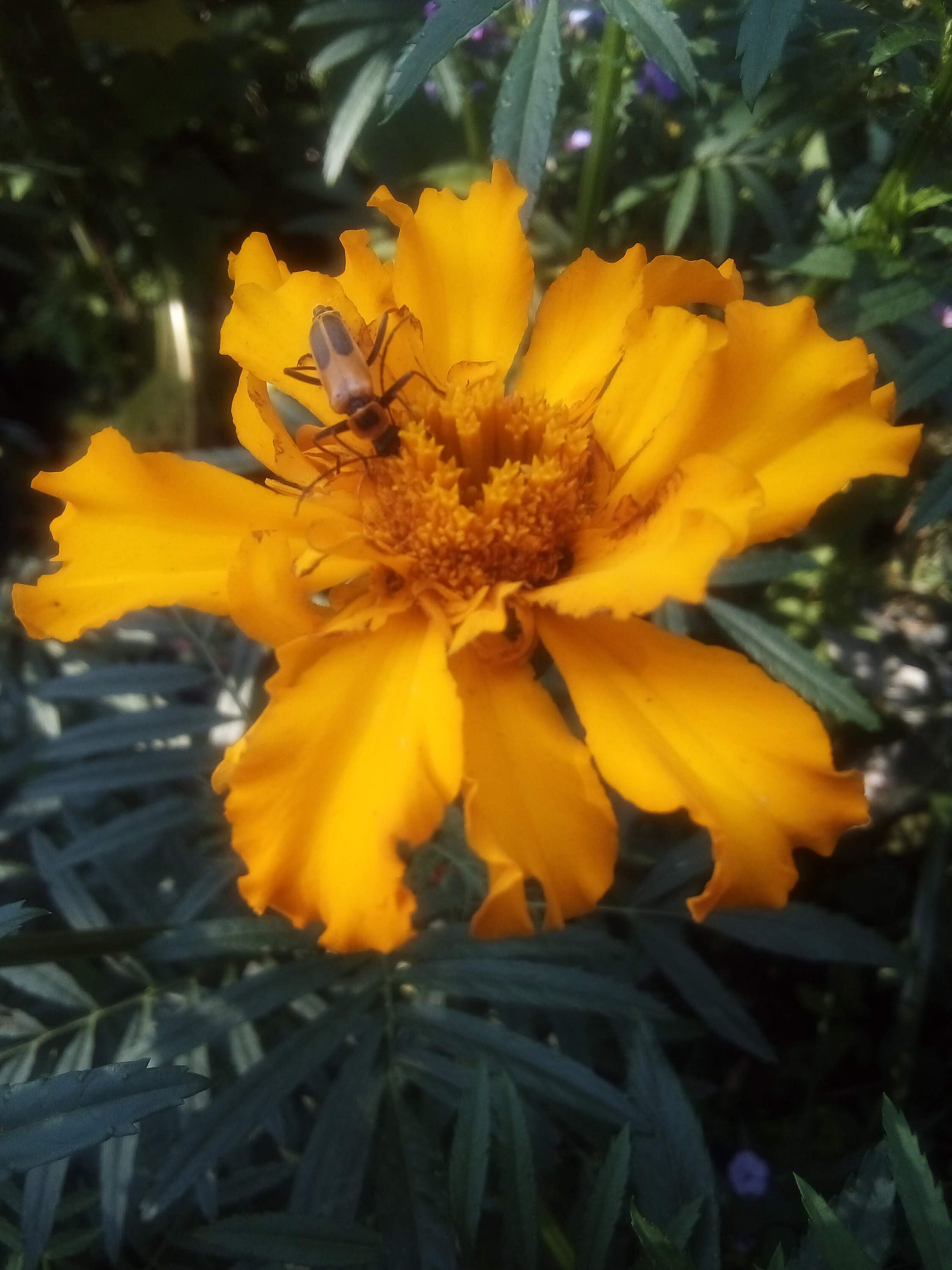20 Seeds African Marigold Cracker Jack Mix - Etsy