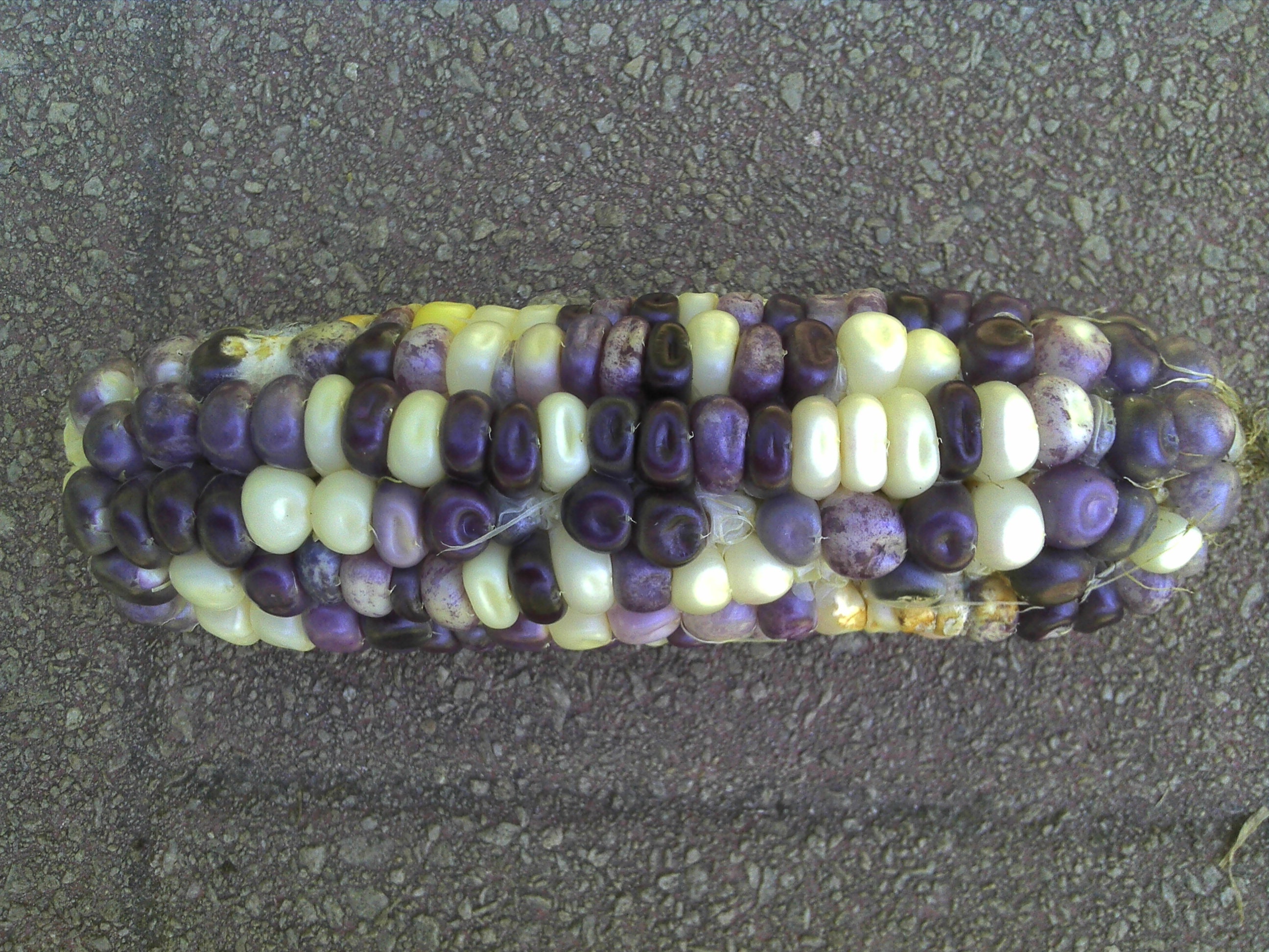 10 Seeds Cherokee White Eagle Corn Heirloom Rare Free Shipping - Etsy