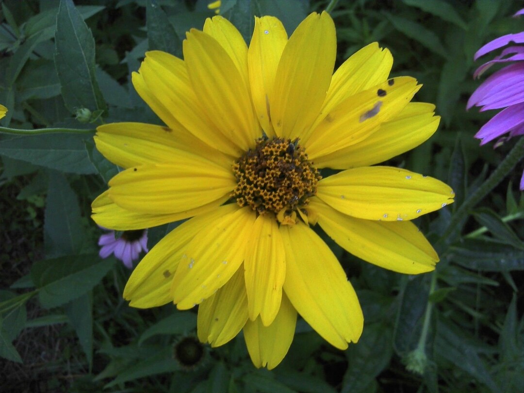 False sunflower seeds Heliopsis Free Shipping - Etsy.de