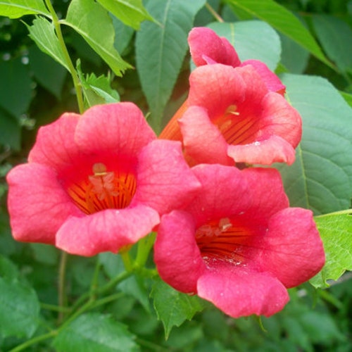 Trumpet Orange Trumpet Vine Flower Seeds 20 - Etsy