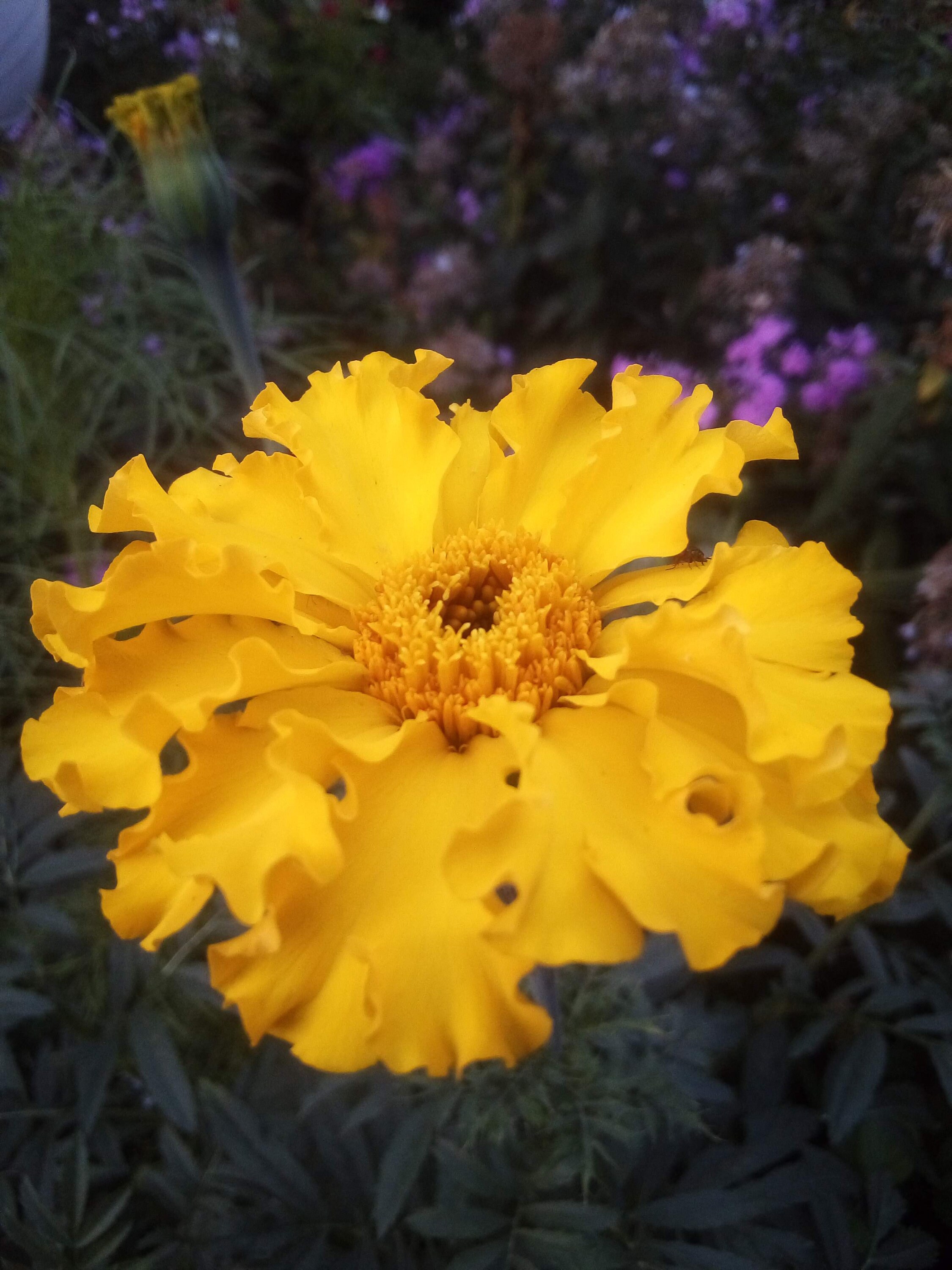 20 Seeds African Marigold Cracker Jack Mix - Etsy