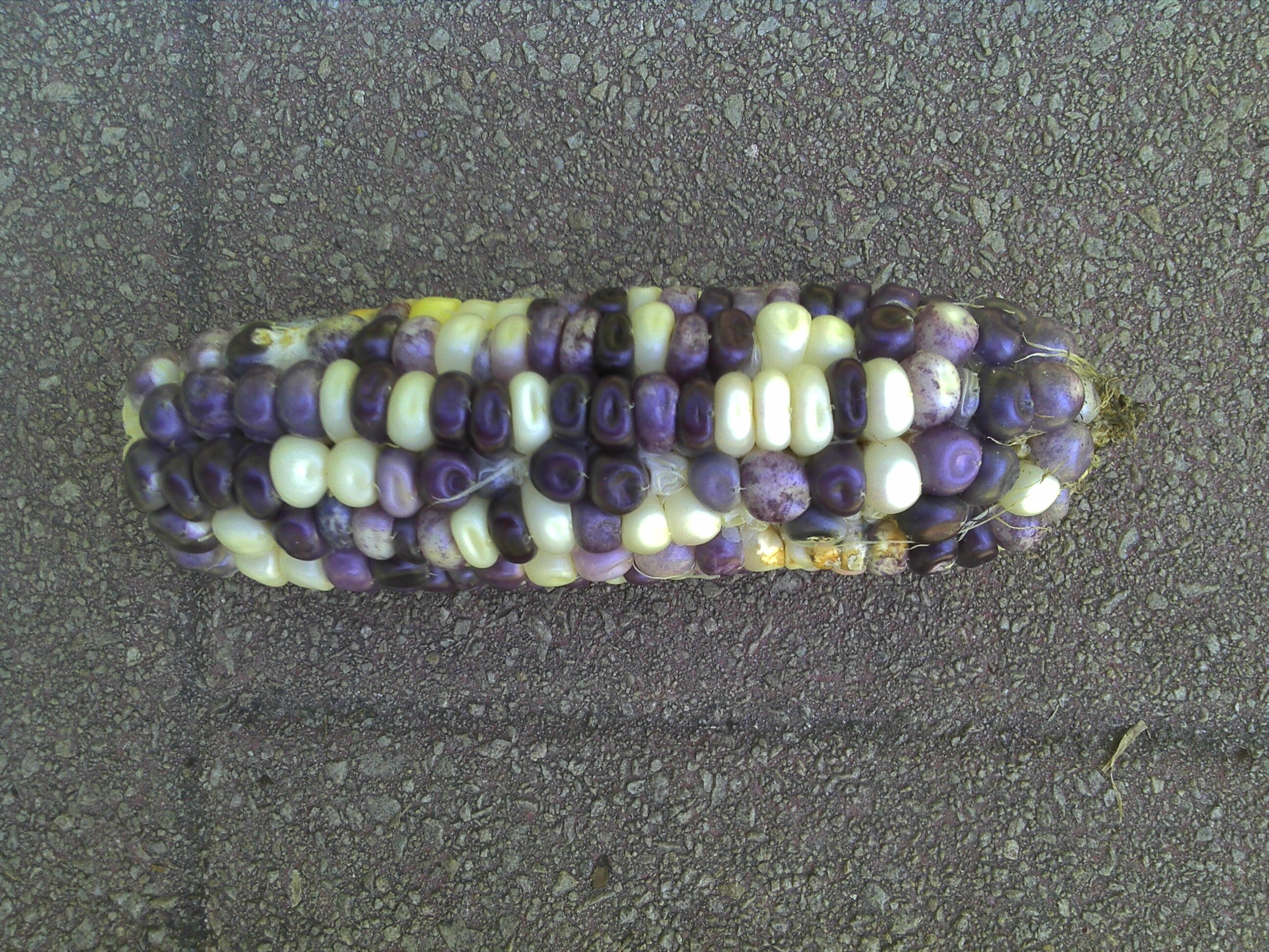 10 Seeds Cherokee White Eagle Corn Heirloom Rare Free Shipping - Etsy