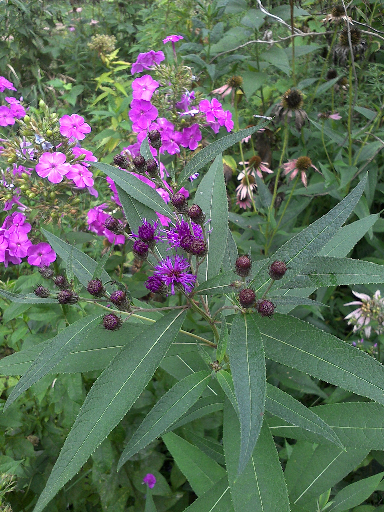 30 Seeds Ironweed Vernonia Fasciculata Free Shipping - Etsy