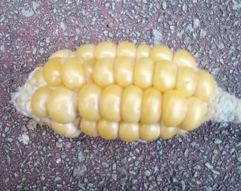 Otto File Orange Polenta Italian Heirloom Flint Corn Eight Row - Etsy