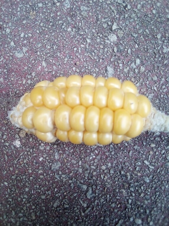 10 Seeds Gaspé Flint Corn Heirloom Rare Free Shipping | Etsy