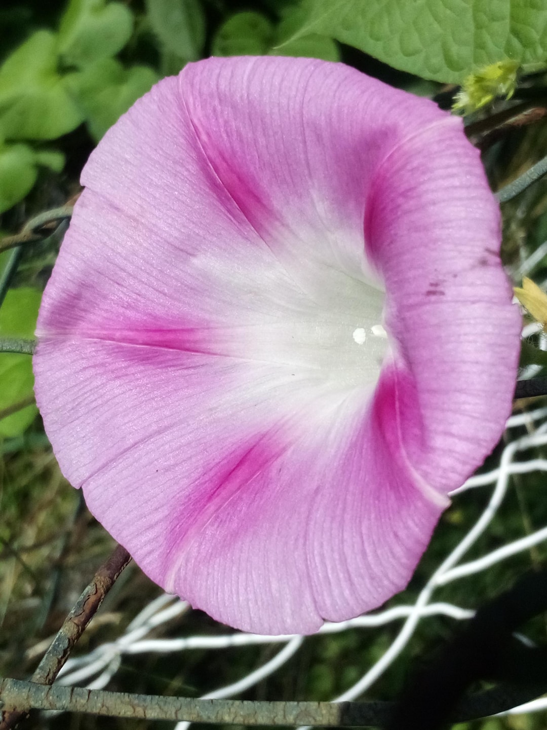 5 Seeds Light Pink Morning Glory Heirloom - Etsy