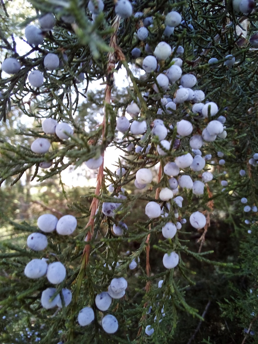 Eastern Red Cedar Seeds Free Shipping - Etsy