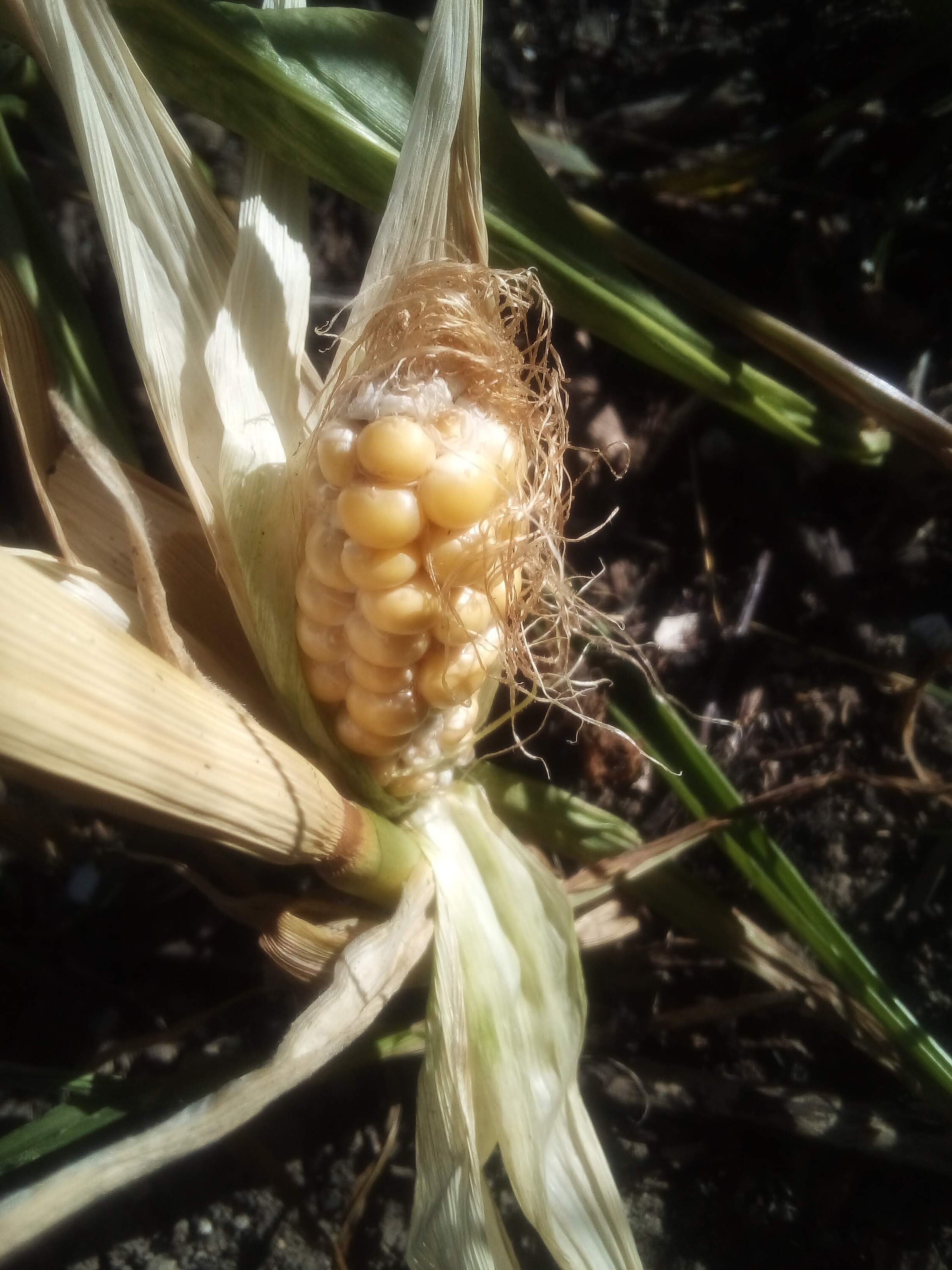 10 Seeds Gaspé Flint Corn Heirloom Rare Free Shipping - Etsy