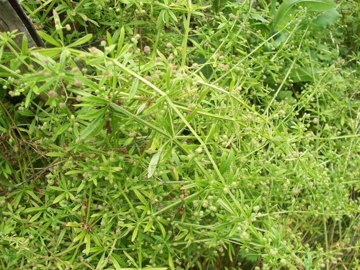 Cleavers Seeds Galium Aparine Free Shipping | Etsy