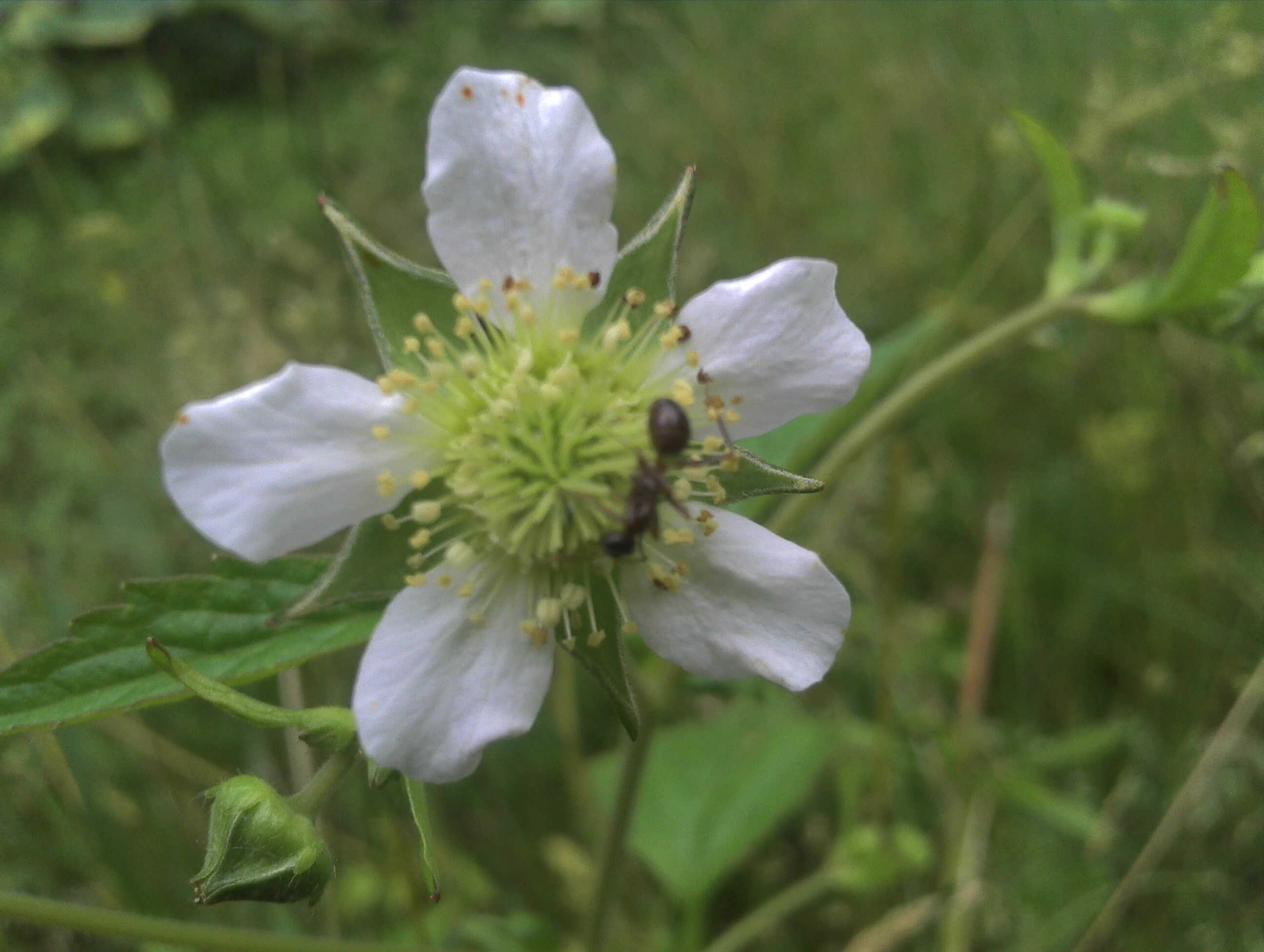Geum Canadense Seed