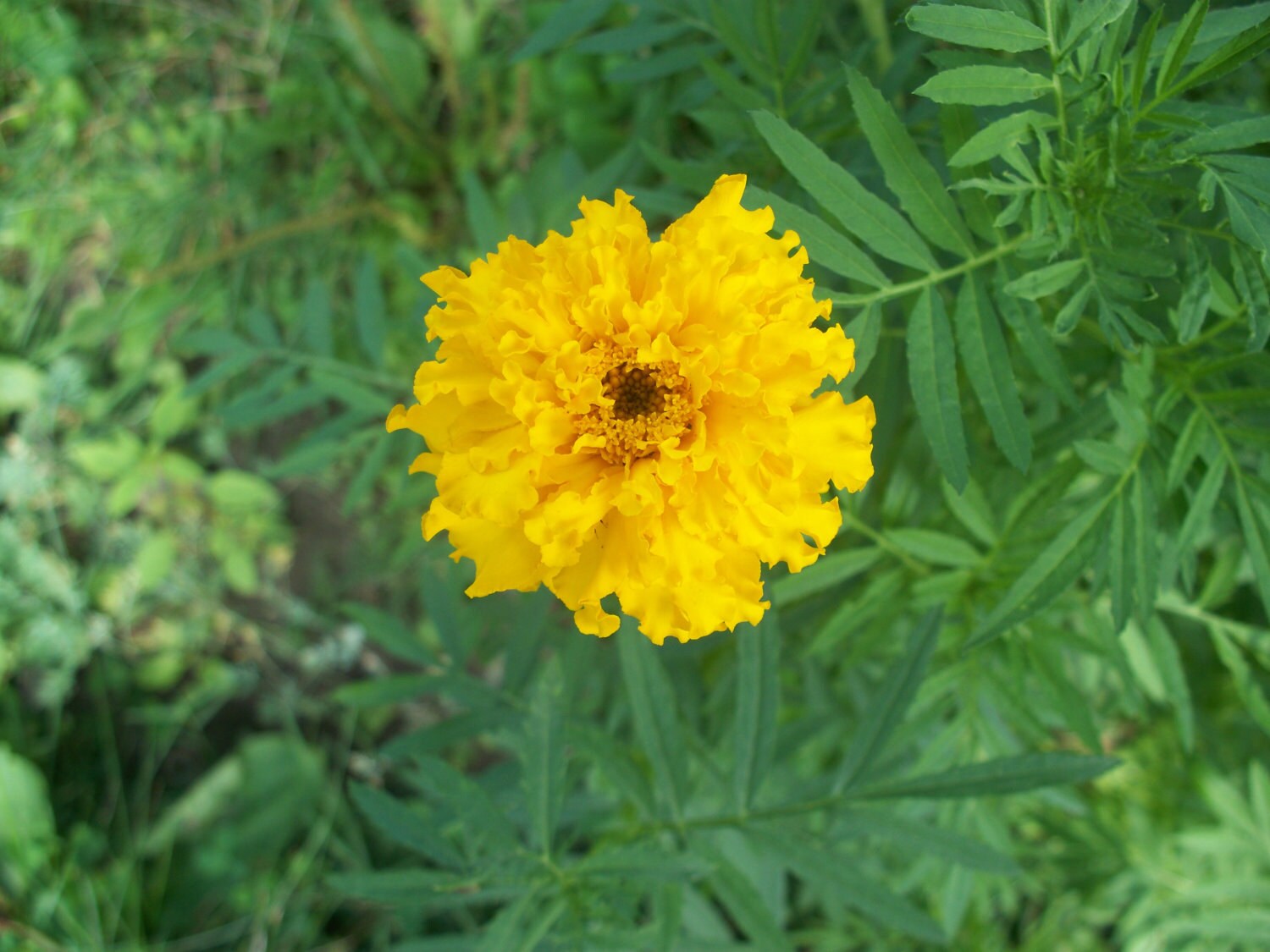 20 Seeds African Marigold Cracker Jack Mix - Etsy