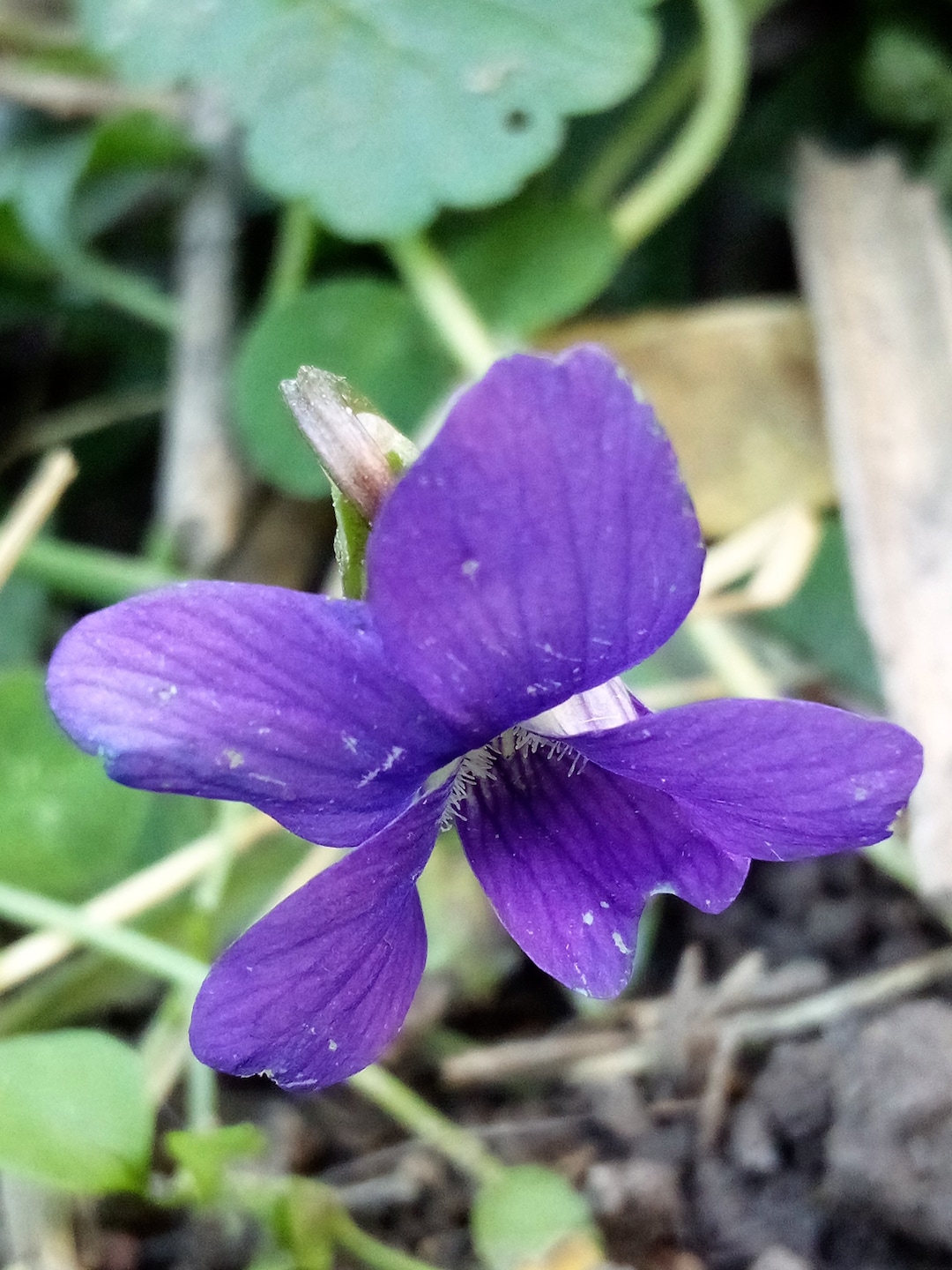 Wild Purple Violet Seeds Free Shipping - Etsy