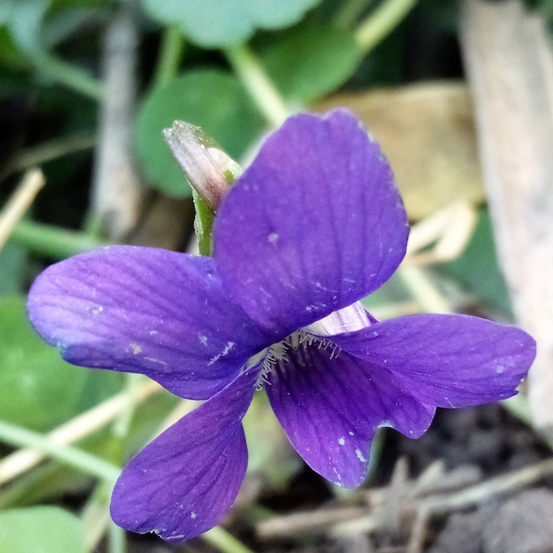 Wild Violet Seeds - Etsy
