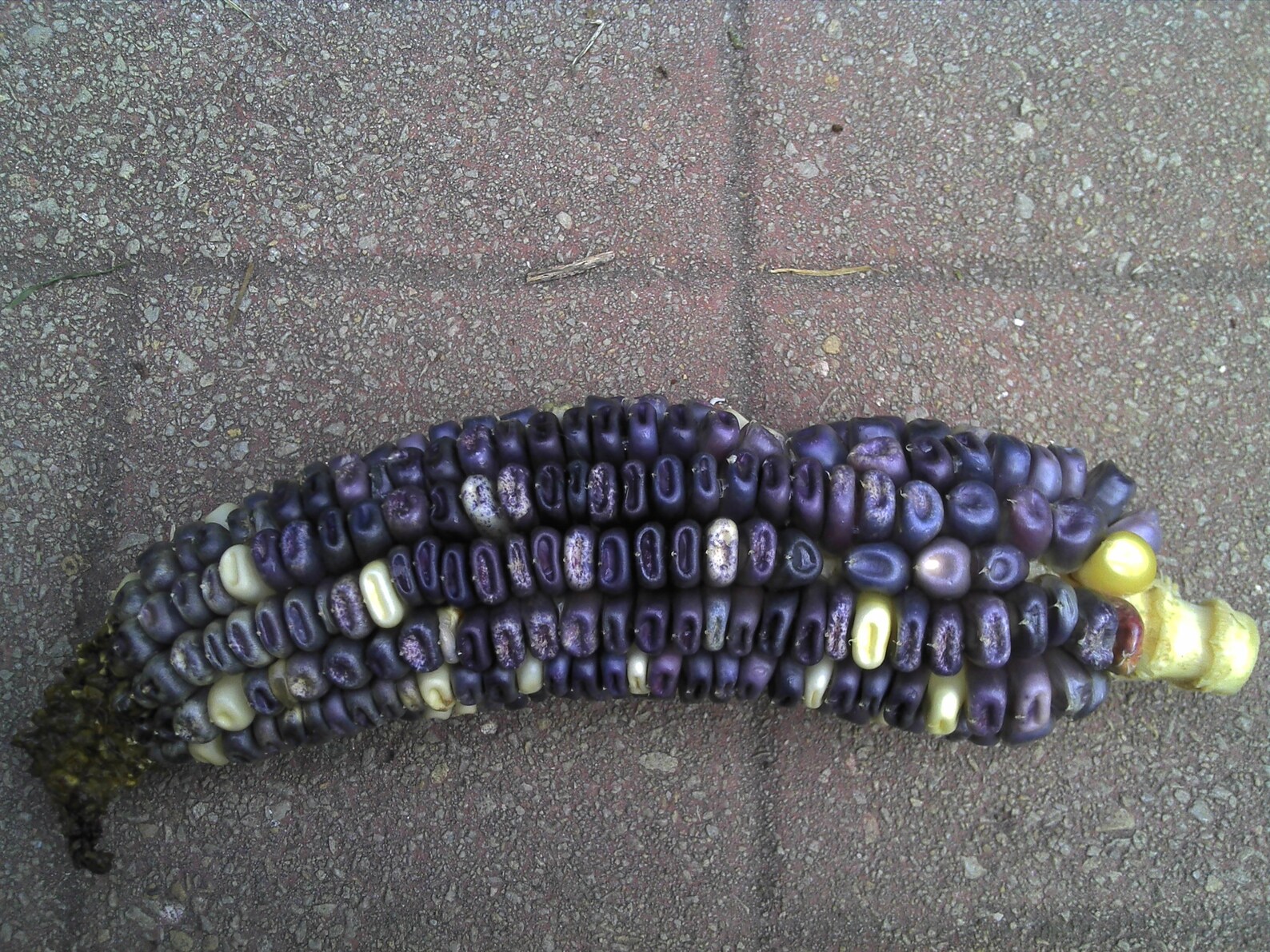 10 Seeds Cherokee White Eagle Corn Heirloom Rare Free Shipping - Etsy