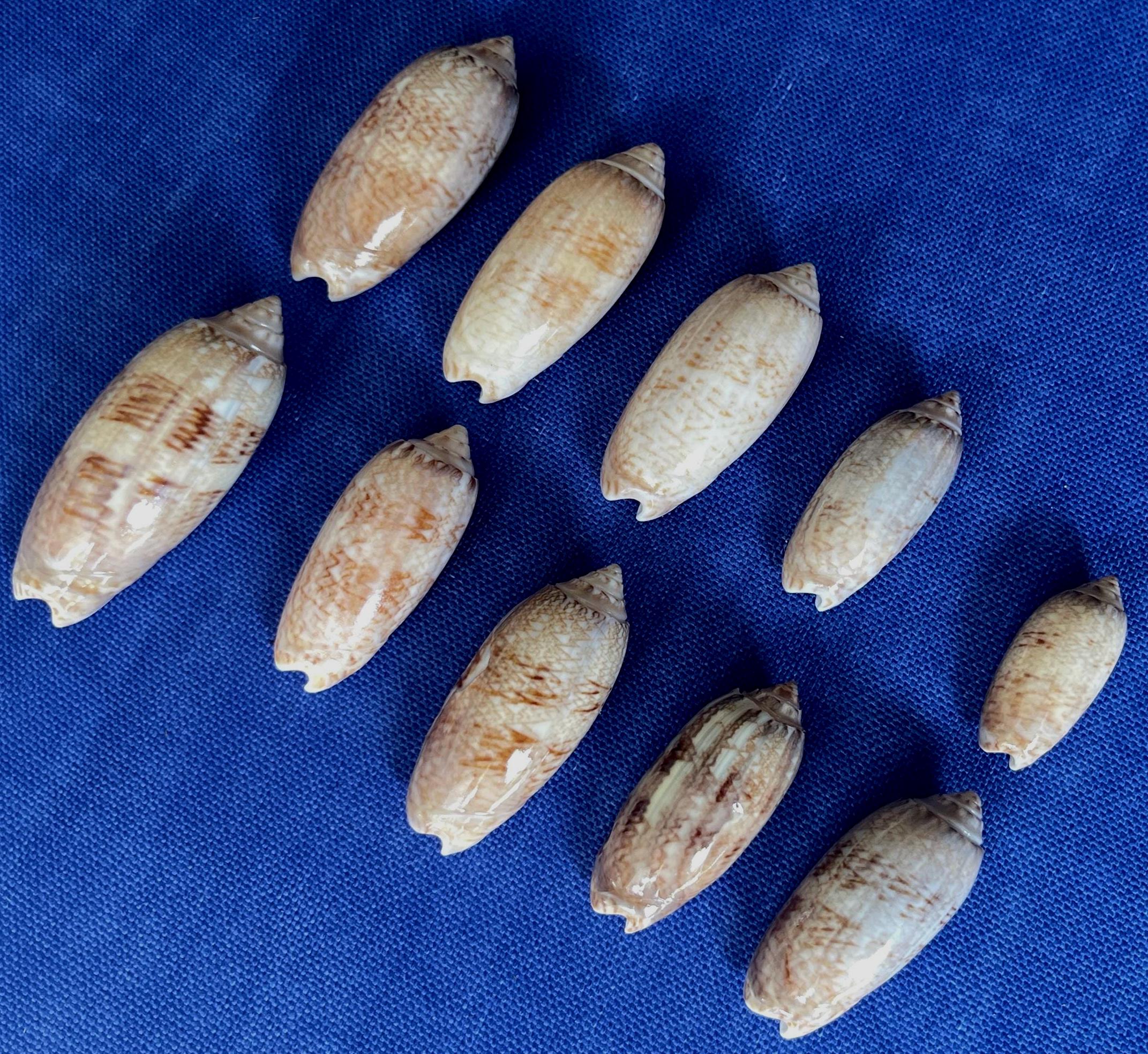 Lettered Olive Seashell Bundle of 10 - Etsy