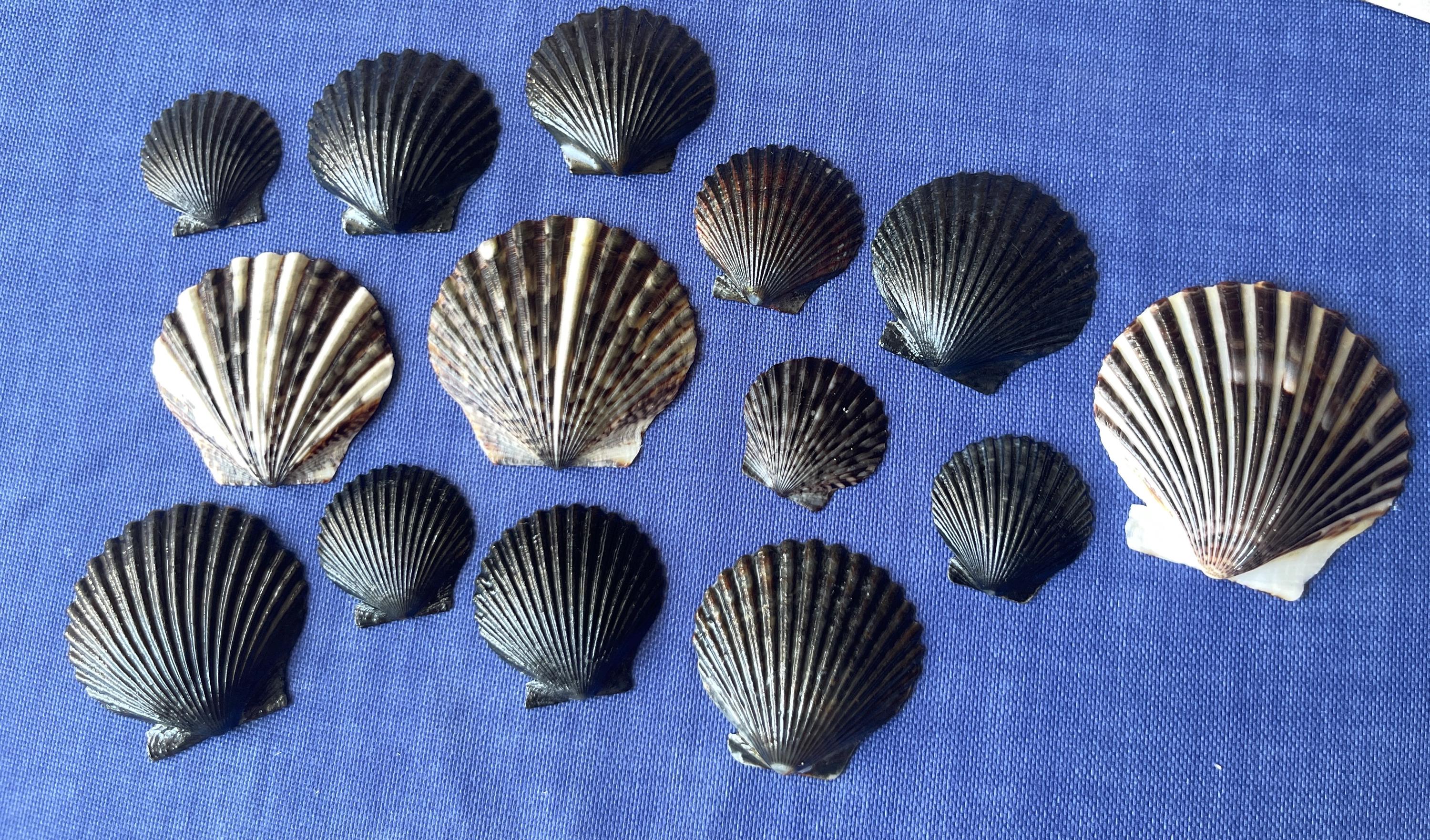 Shelter Island Seashells - Etsy