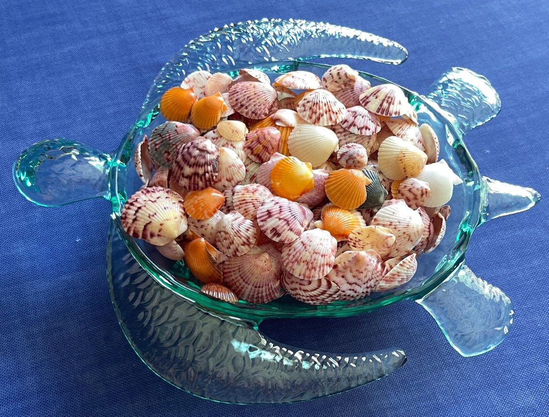 Calico Scallop Seashells From Sanibel Island Bundles of 5-40 - Etsy