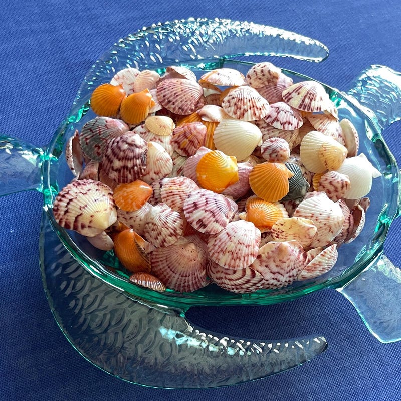 Calico Scallop Shell - Etsy