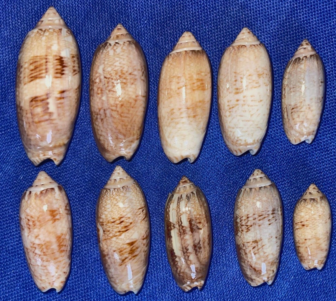 Lettered Olive Seashell Bundle of 10 - Etsy