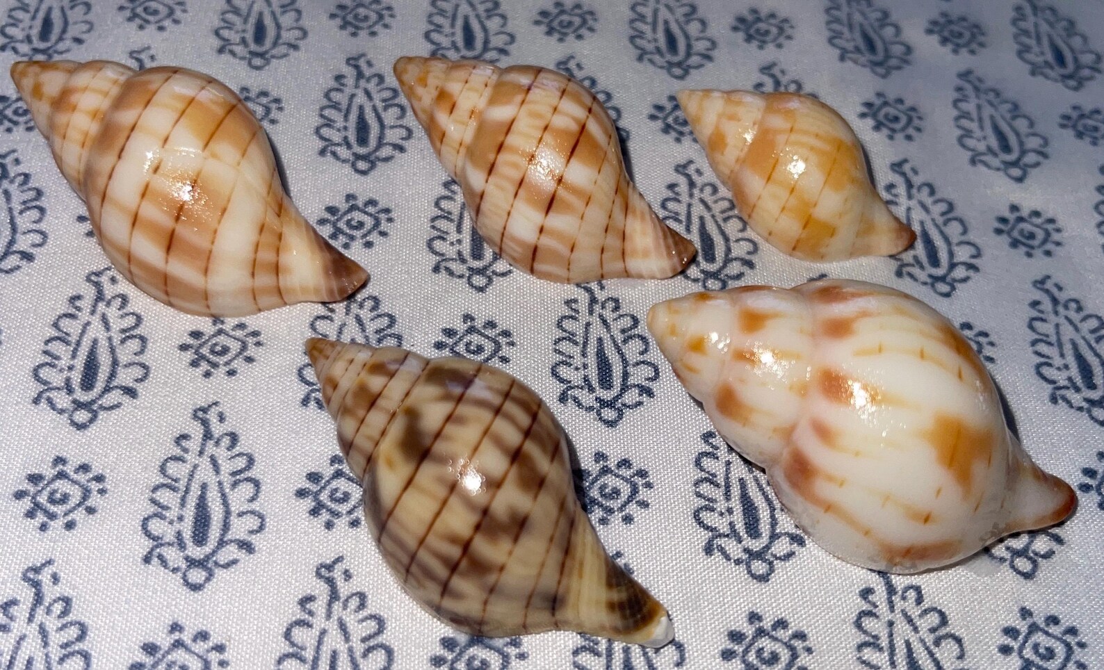 Banded Tulip Seashells - Sanibel Island - Etsy
