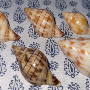 Banded Tulip Seashells - Sanibel Island - Etsy