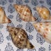 Banded Tulip Seashells - Sanibel Island - Bundle of 5 - Etsy