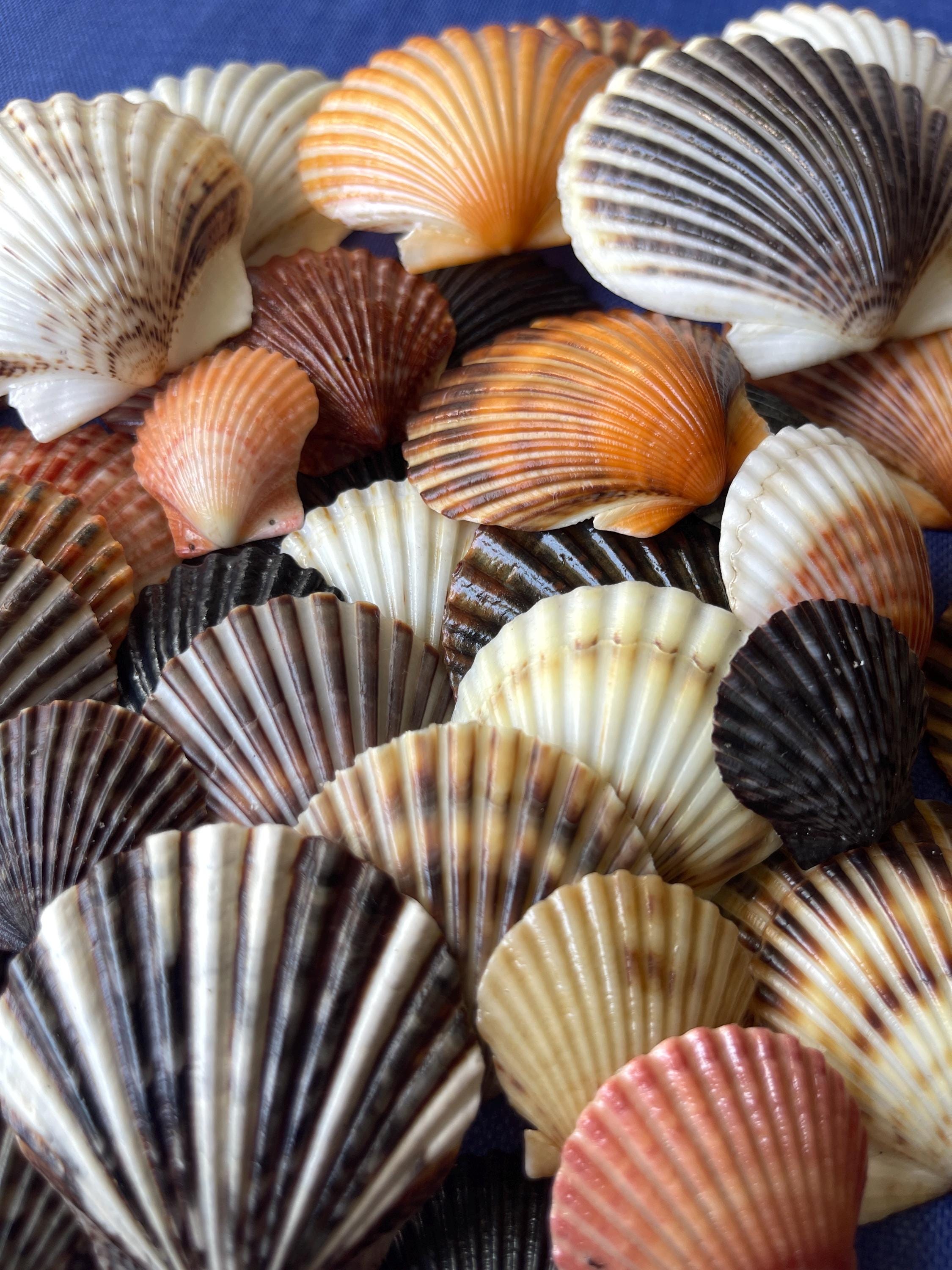 Shelter Island Seashells - Etsy