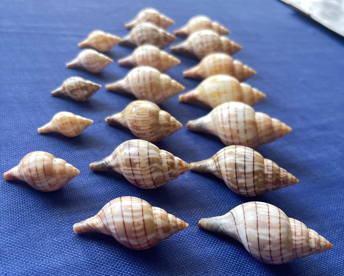 Banded Tulip Seashells - Sanibel Island - Etsy
