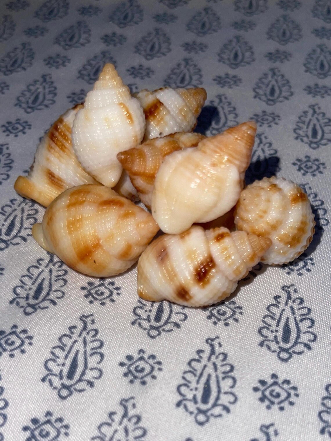Common Nutmeg Seashell - Sanibel Island - Bundle of 7 - Etsy