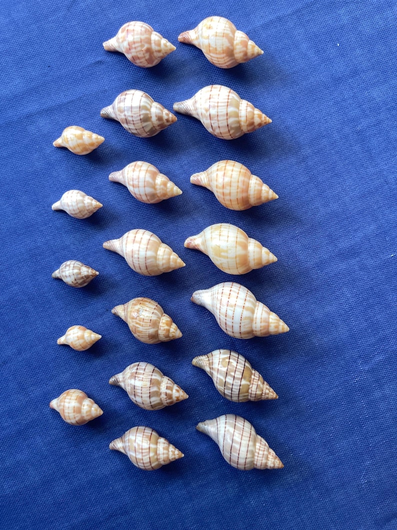 Banded Tulip Seashells - Sanibel Island - Etsy