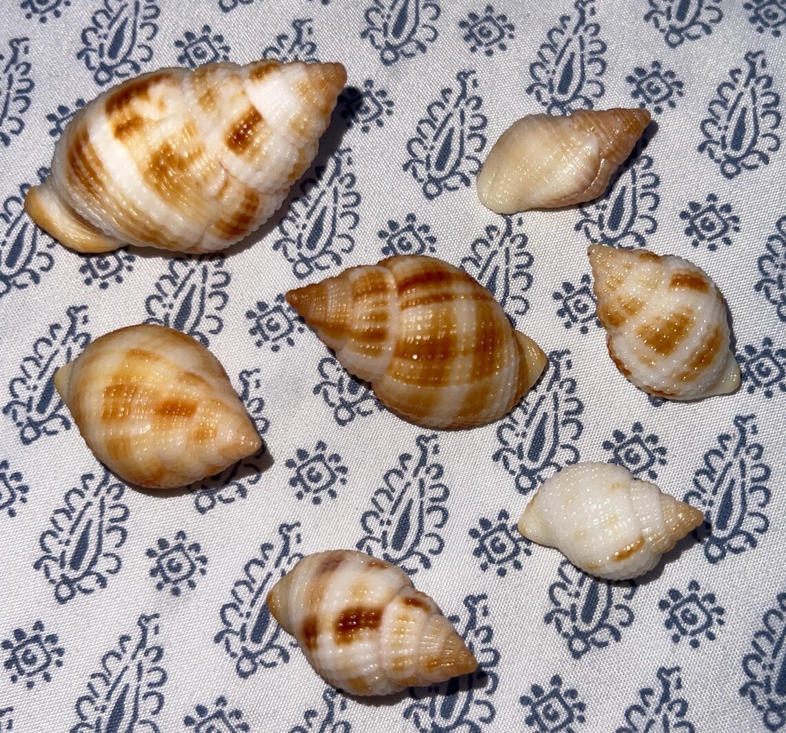 Common Nutmeg Seashell - Sanibel Island - Bundle of 7 - Etsy
