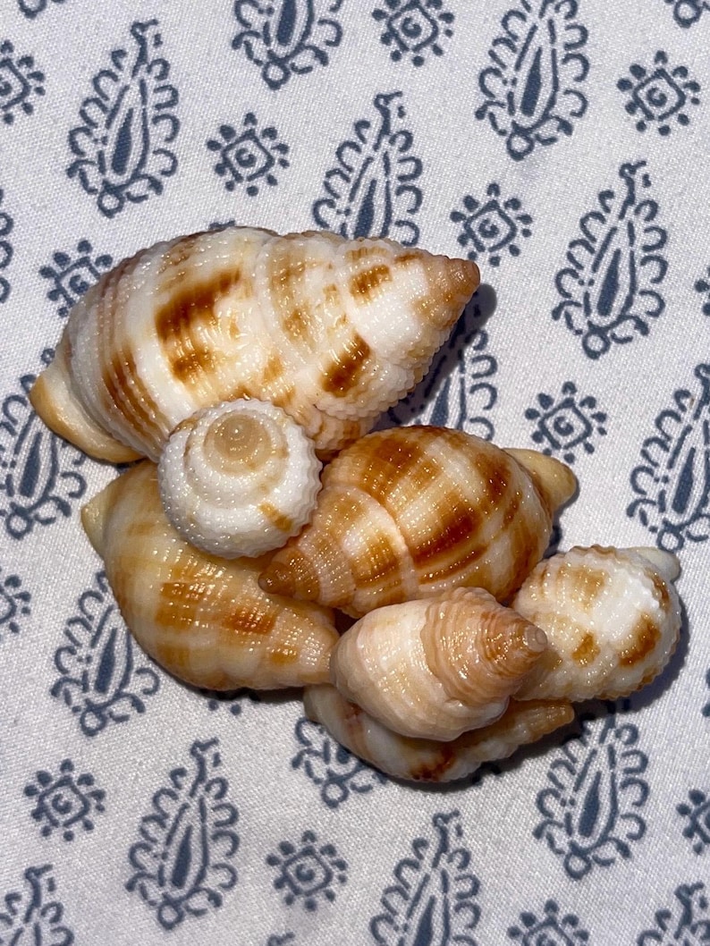 Common Nutmeg Seashell - Sanibel Island - Bundle of 7 - Etsy