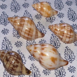 Banded Tulip Seashells - Sanibel Island - Etsy