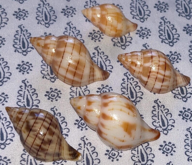 Banded Tulip Seashells - Sanibel Island - Etsy