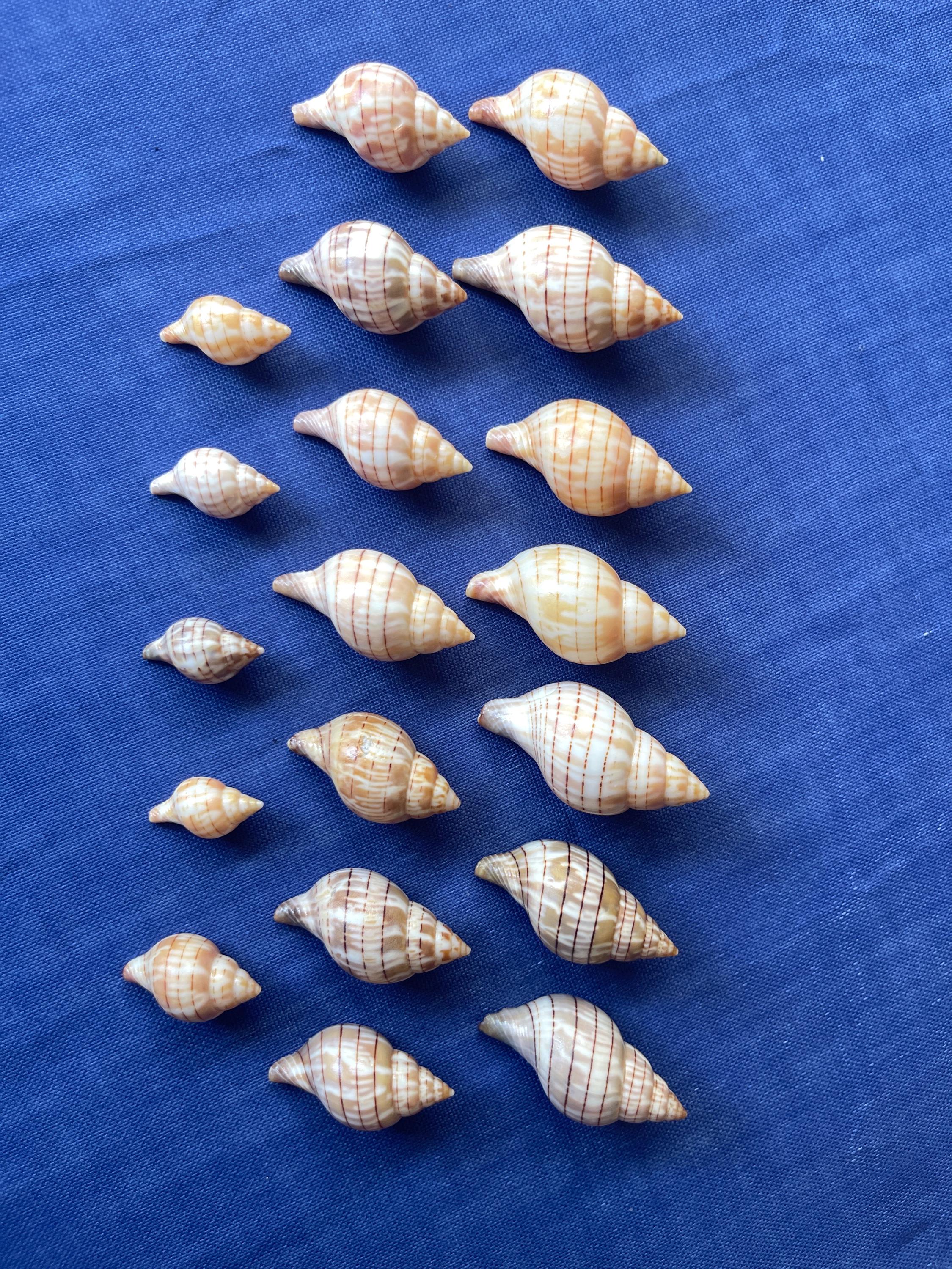 Banded Tulip Seashells - Sanibel Island - Etsy