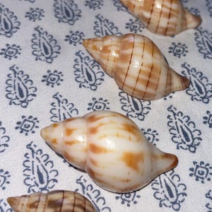 Banded Tulip Seashells - Sanibel Island - Etsy
