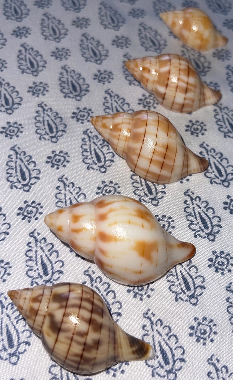 Banded Tulip Seashells - Sanibel Island - Etsy