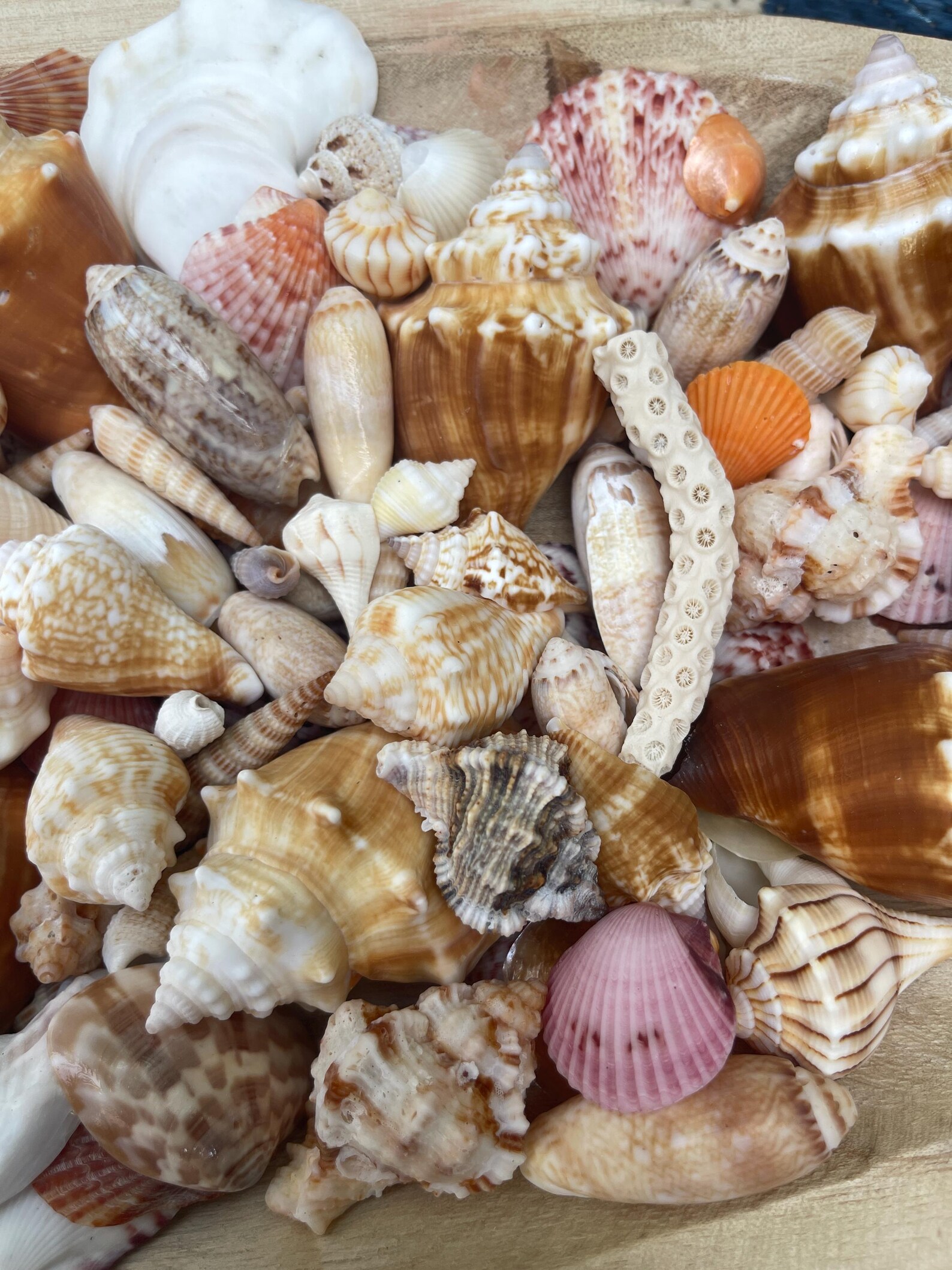 Assorted, Authentic,hand-picked Gulf Coast Seashells - Etsy