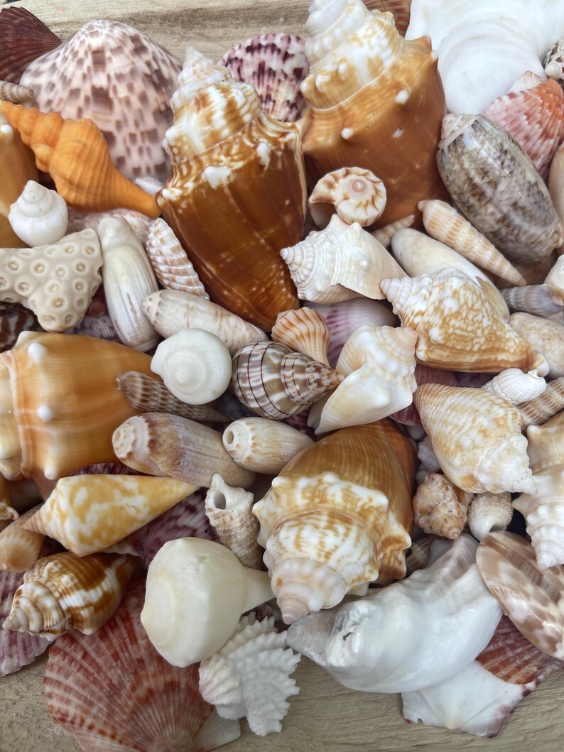 Assorted, Authentic,hand-picked Gulf Coast Seashells - Etsy