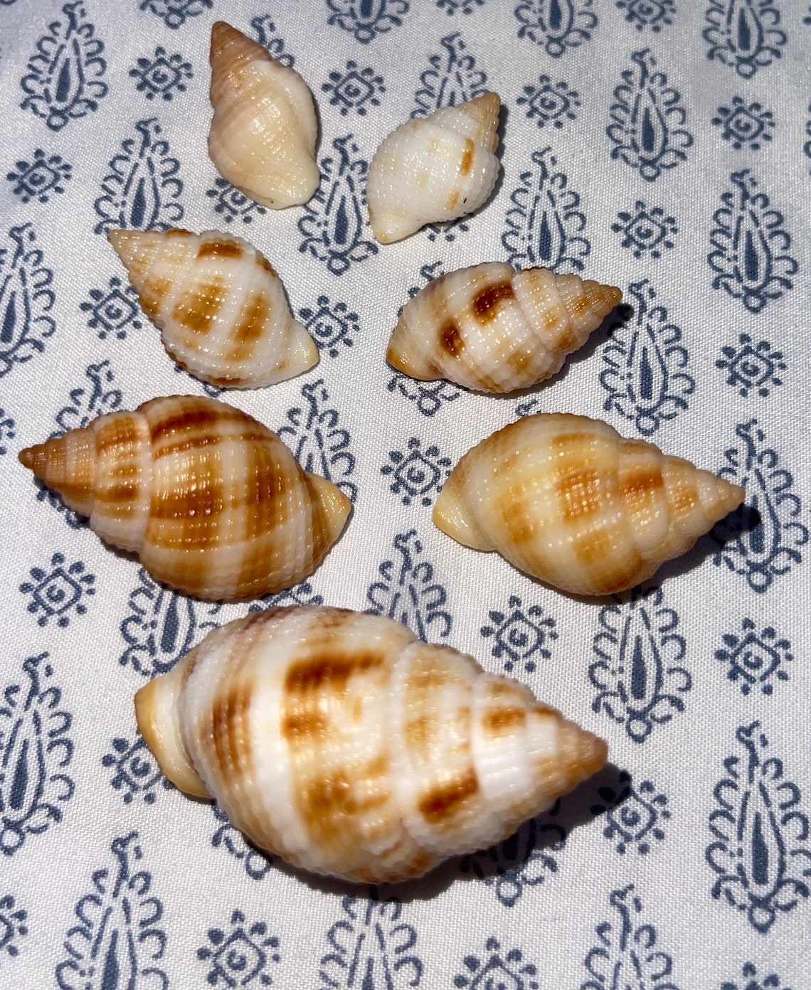 Common Nutmeg Seashell - Sanibel Island - Etsy