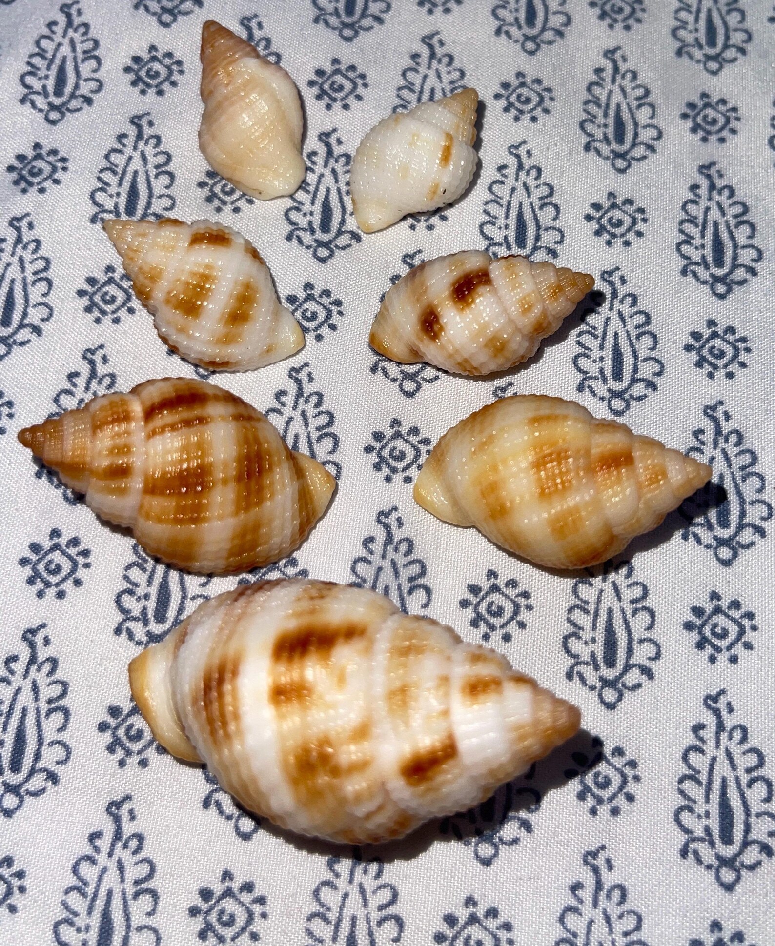 Common Nutmeg Seashell - Sanibel Island - Bundle of 7 - Etsy