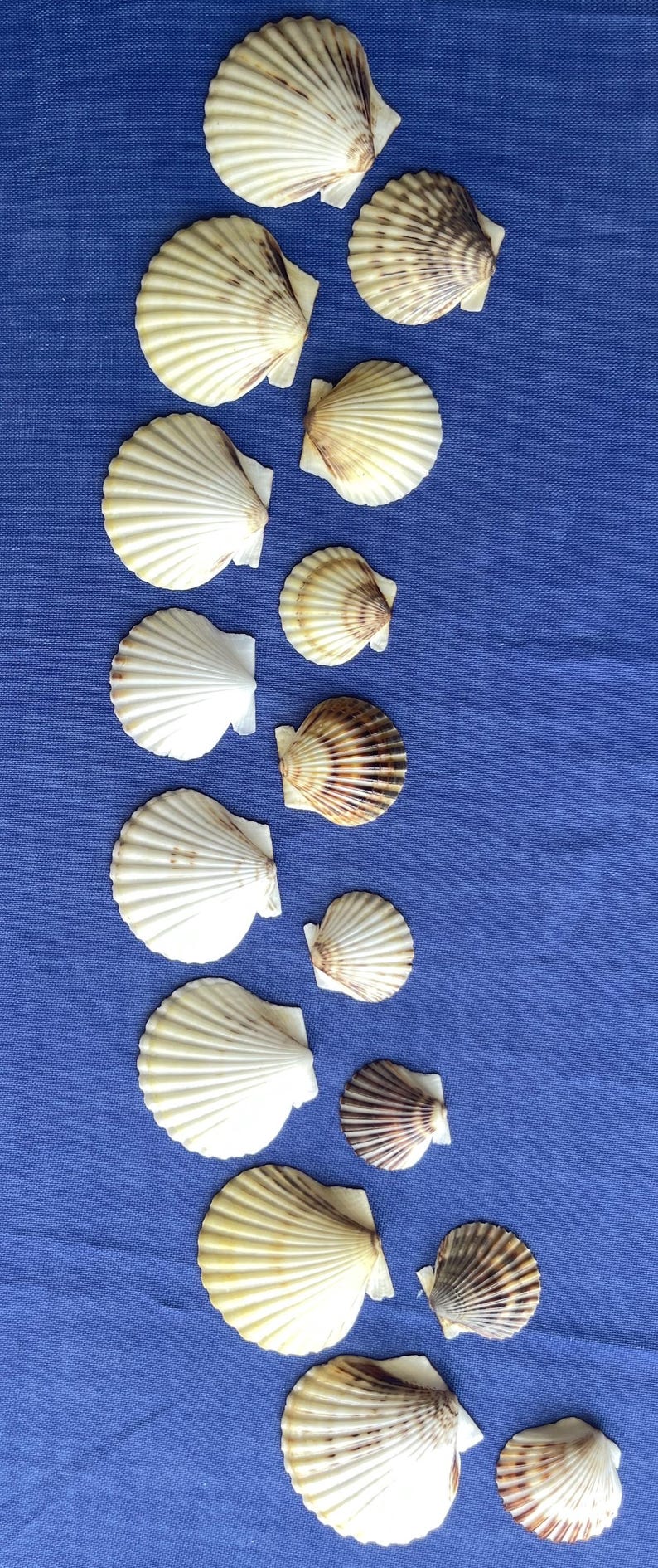 Shelter Island Seashells - Etsy
