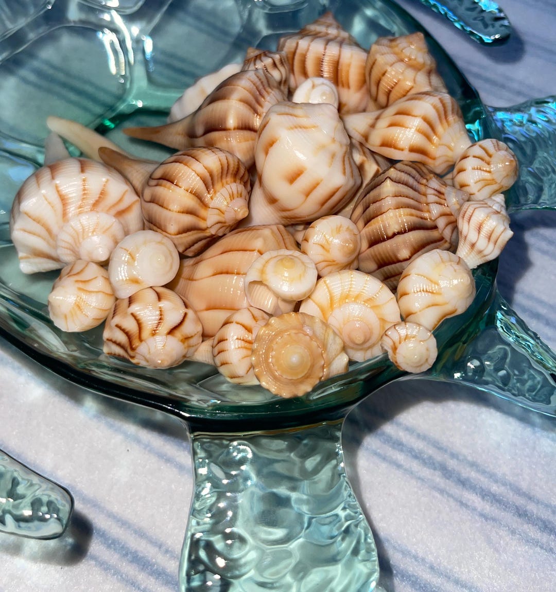 Lightning Whelk Seashells From Sanibel Island - Etsy