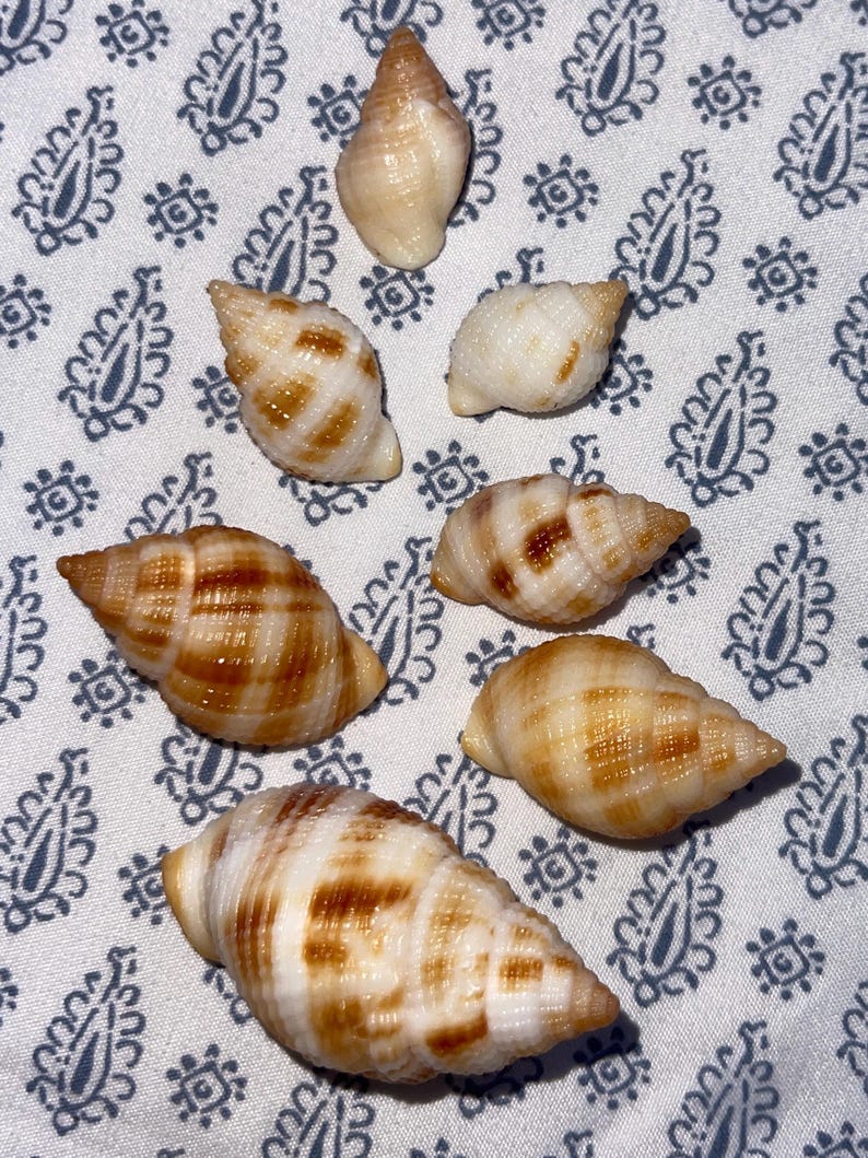 Common Nutmeg Seashell - Sanibel Island - Bundle of 7 - Etsy