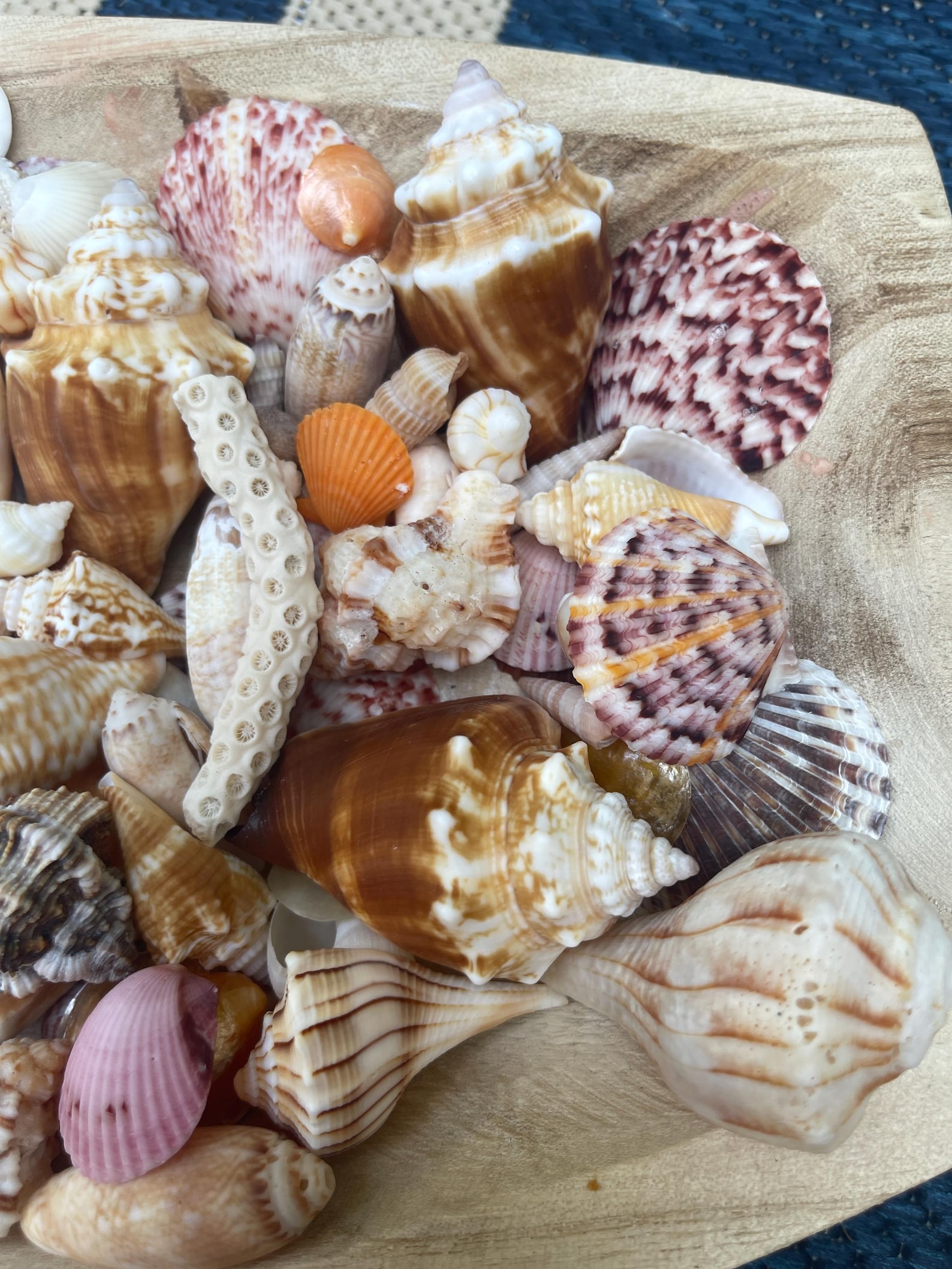 Assorted, Authentic,hand-picked Gulf Coast Seashells - Etsy