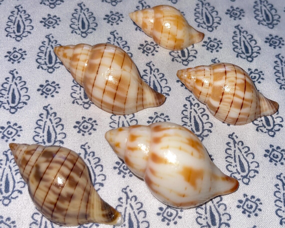 Banded Tulip Seashells - Sanibel Island - Bundle of 5 - Etsy