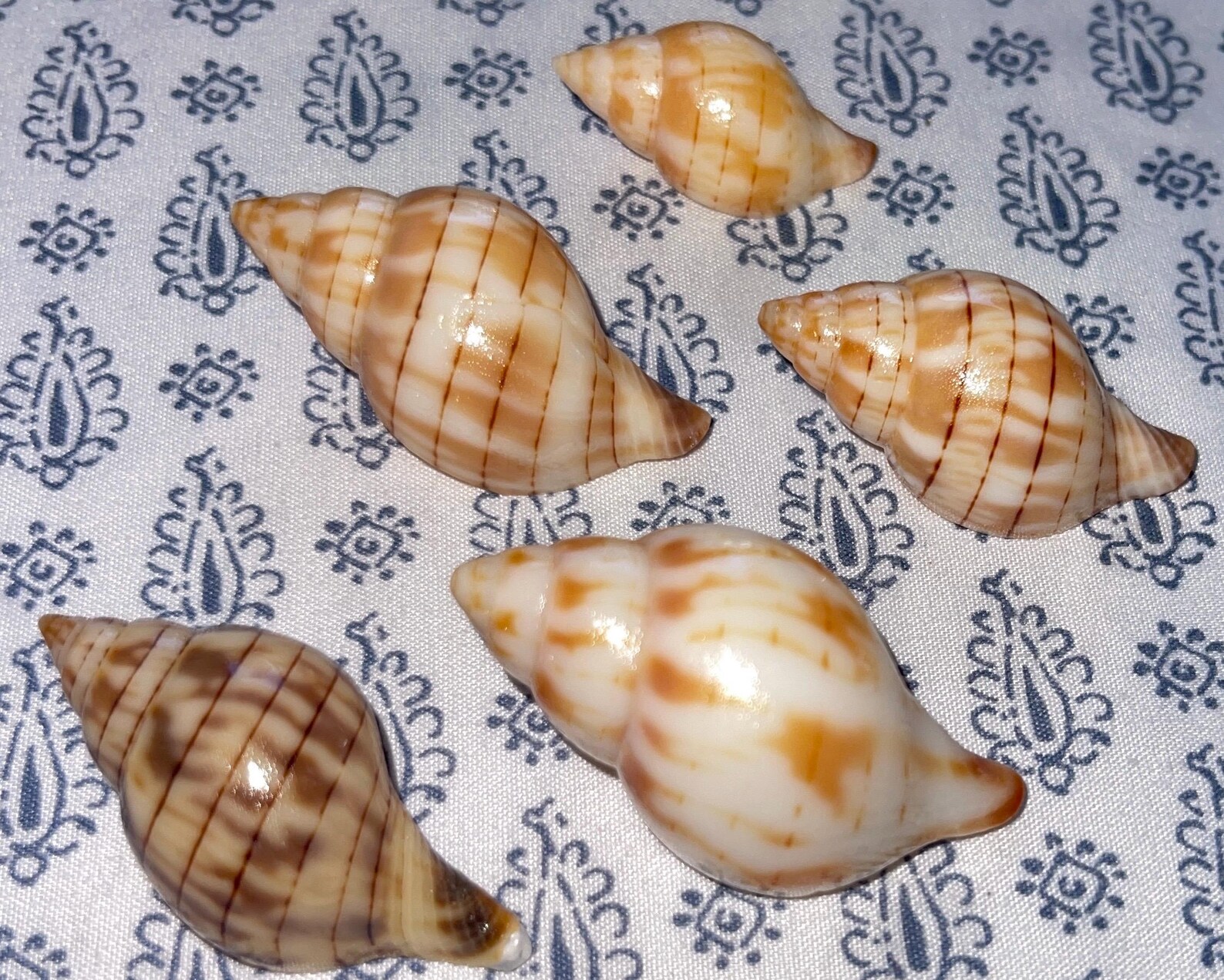 Banded Tulip Seashells - Sanibel Island - Etsy