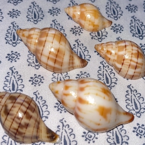 Banded Tulip Seashells - Sanibel Island - Etsy