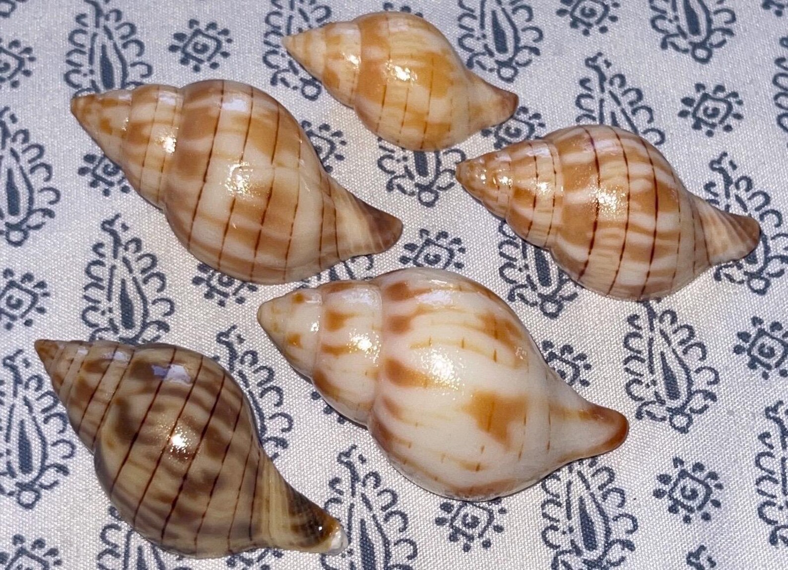 Banded Tulip Seashells - Sanibel Island - Etsy